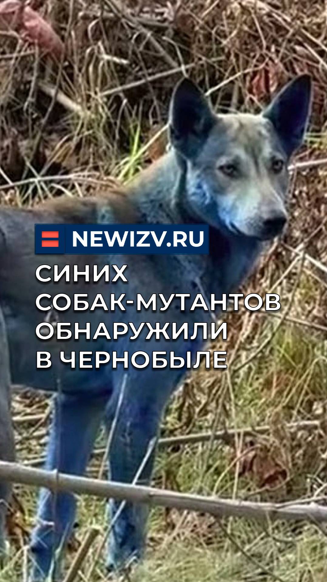 Синих собак-мутантов обнаружили в Чернобыле