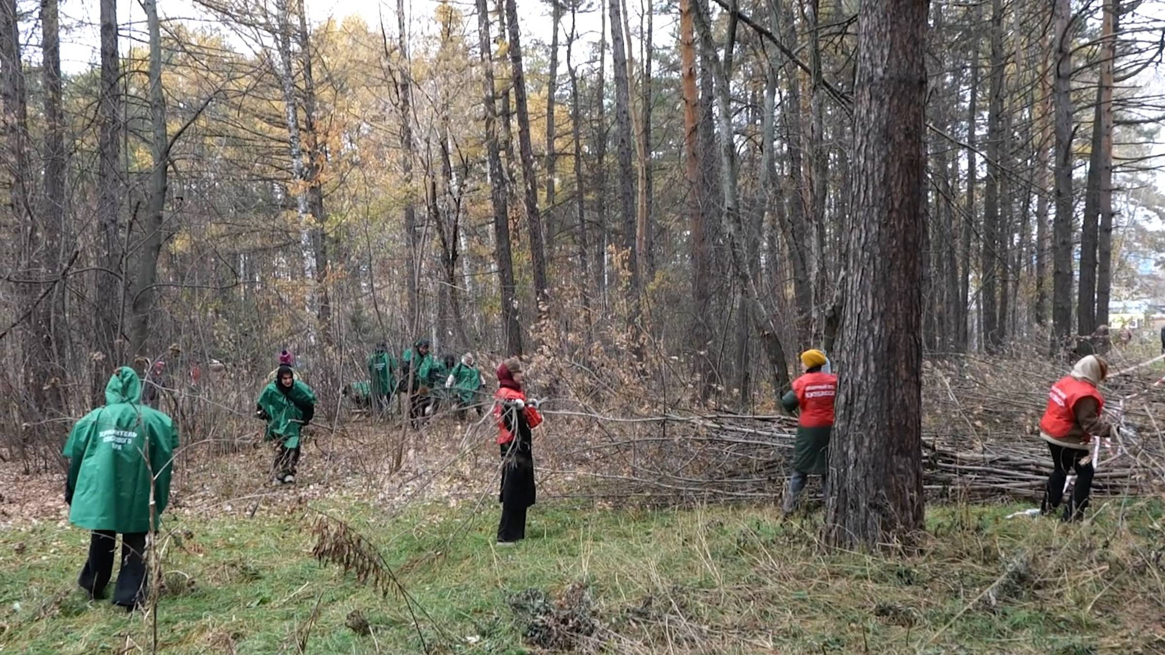 Хранители Рудничного бора расчищают лес от инвазивного клена вдоль центральной аллеи
