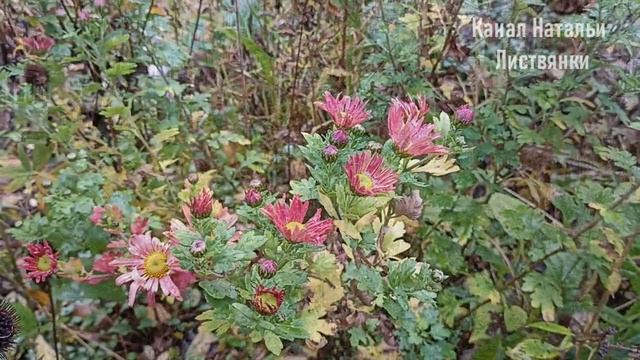 Город 21-25 октября 2025. Стриженый вяз, галантусы, чешуйки мартагонов, переезд растений