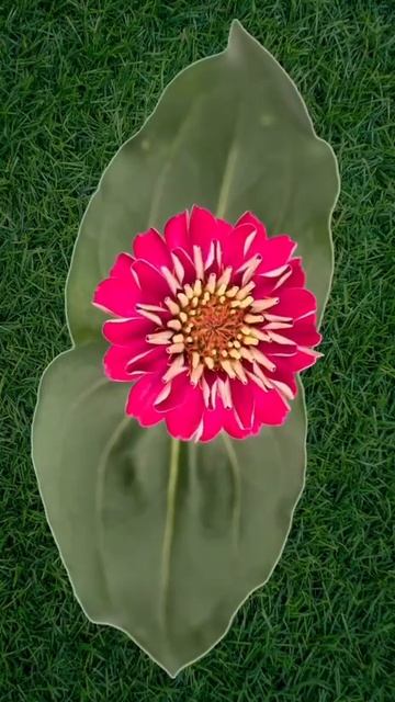 Цинния, период цветения и буйство красок в ускоренном режиме.