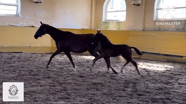 Жеребчик ХУРГУД 2024 г.р. #жеребятаотHochmeister.