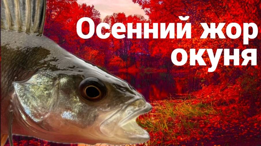 Ловля окуня на микроджиг. Рыбалка спиннинг поздней осенью