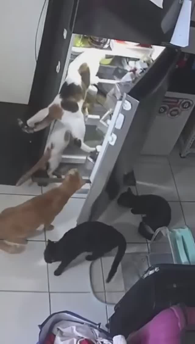 Кошачья банда!