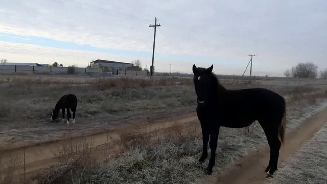 Любопытная лошадка.😊