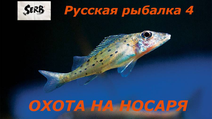 РУССКАЯ РЫБАЛКА 4 Охота на Ерша-Носаря #10
