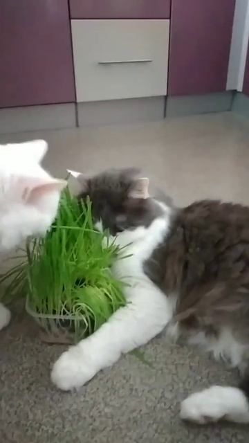 Был бы у меня такой кот.!