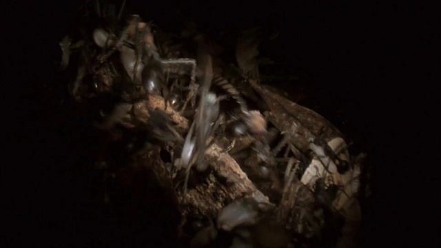 Великие миграции животных