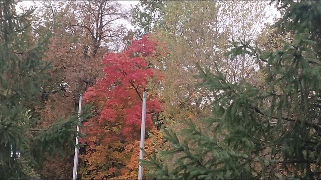 большая прогулка цветы и краски Осени, прогулки городские зарисовки Осень