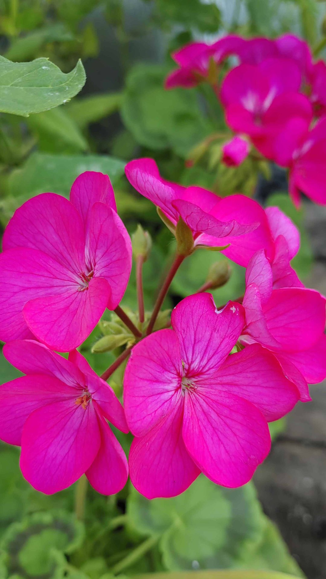 Герань балконная Фламинго, ярко розовая. Саженцы