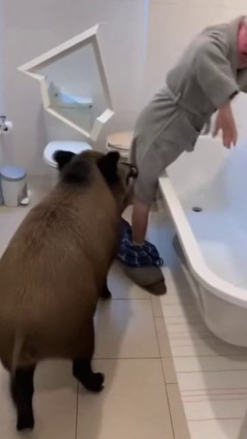 Пример видео в Sora2: Кабан атакует Дедушку