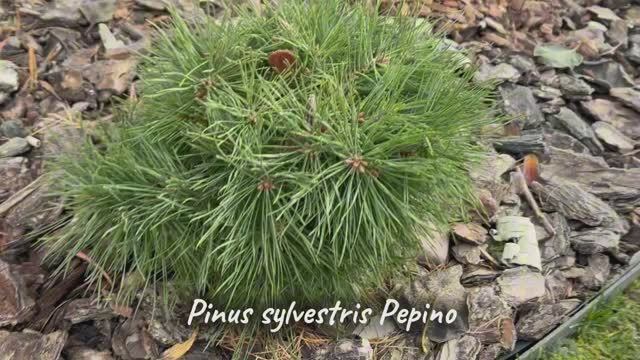 Pinus sylvestris Pepino