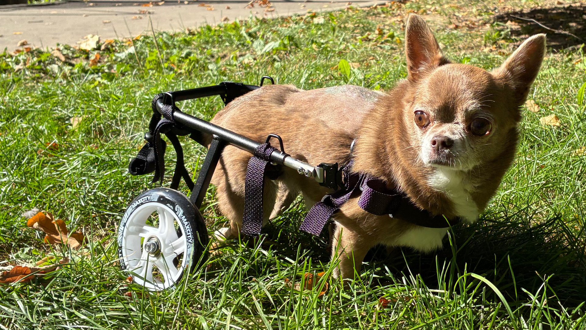 Коляска- тренажер для маленьких собак