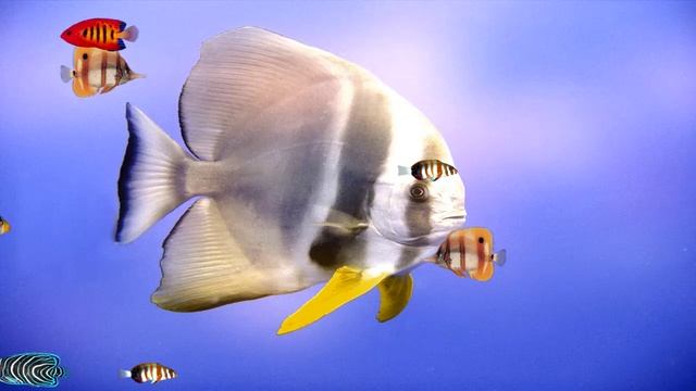 ФУТАЖ - ПОДВОДНЫЙ МИР