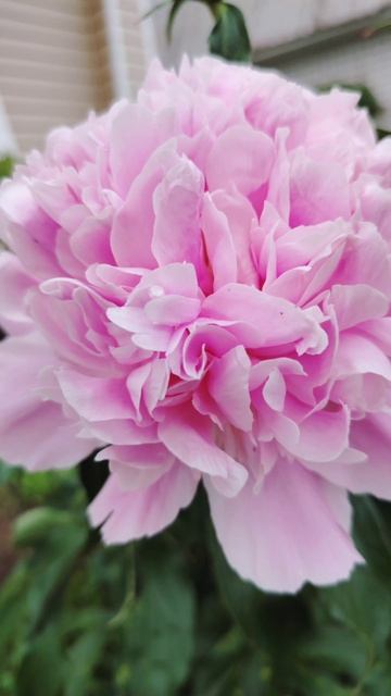 Летнее настроение. Мой сад. Цветы