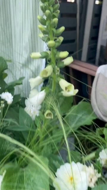 Наперстянка