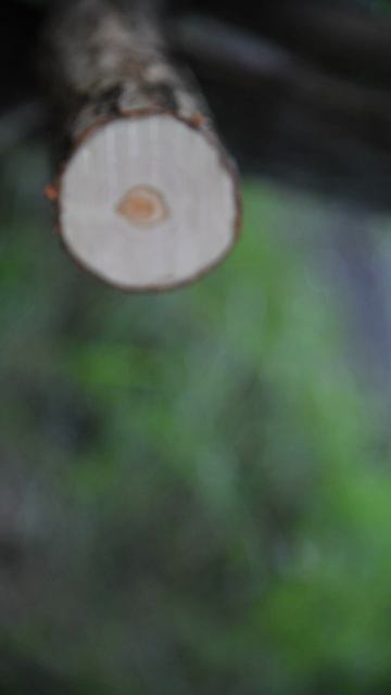 Silky Katanaboy 650. Пилим восемь сантиметров.