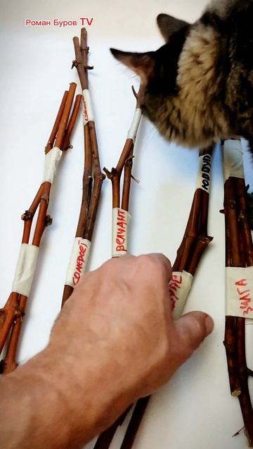 Черенки морозостойкого неукрывного винограда легкого выращивания для севера 🍇