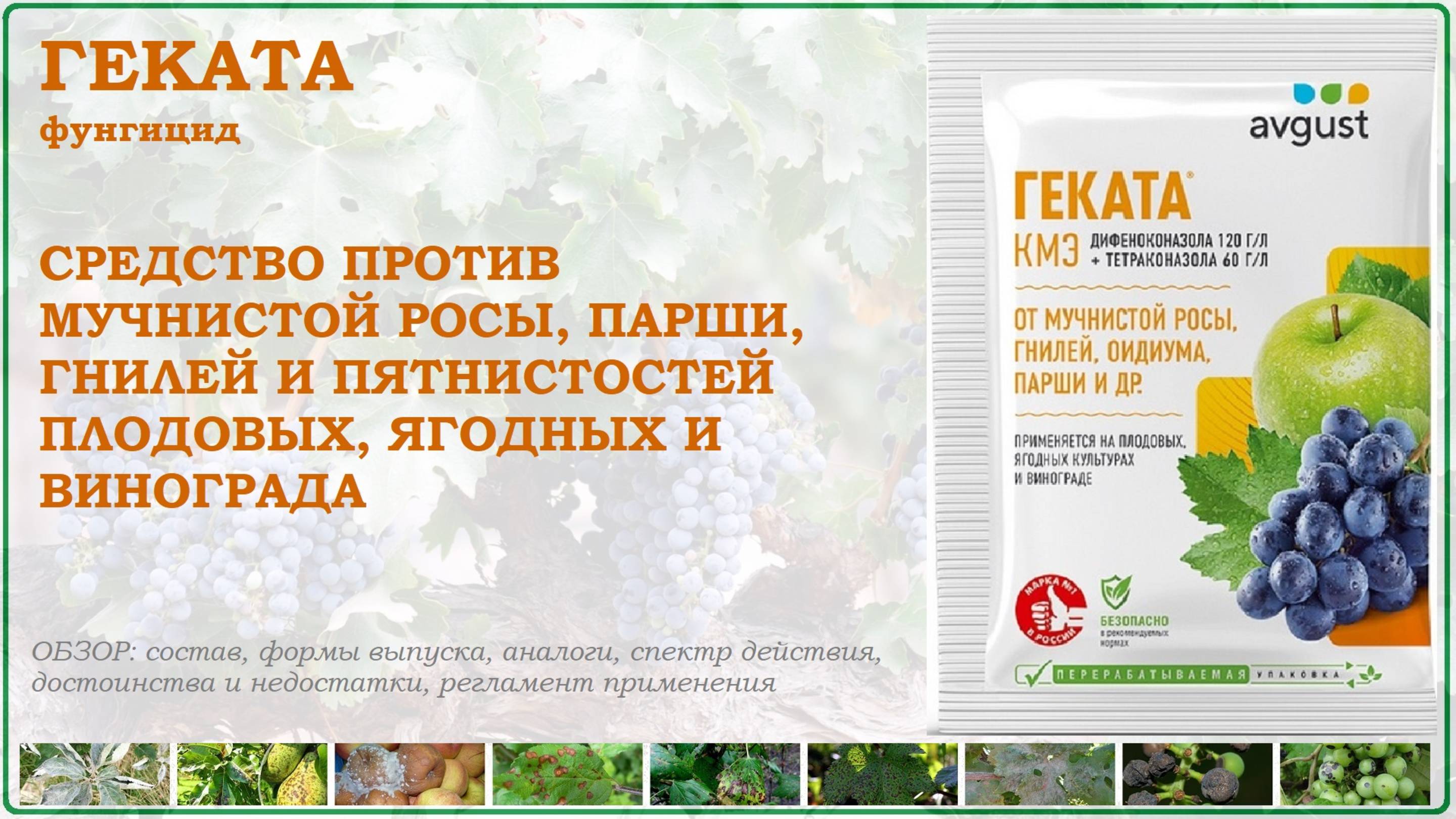 Геката - средство от мучнистой росы, парши, гнилей и пятнистостей плодовых и винограда. Обзор 2025г
