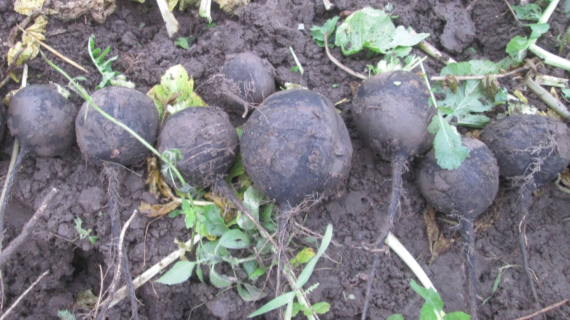 Уборка редьки