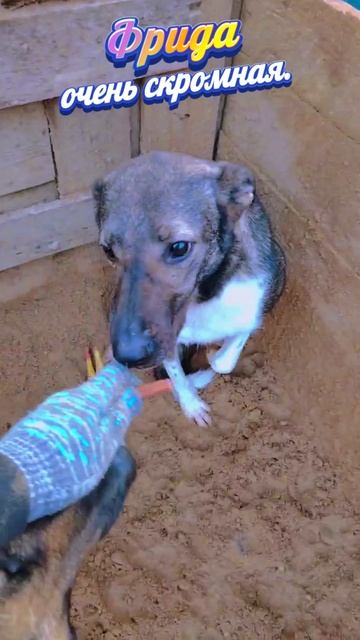 "Озорник-проказник, Красопетка и робкие" ❥ Приют в Малинках