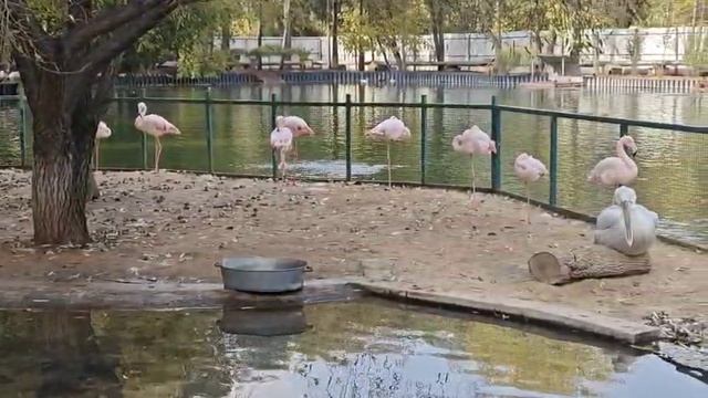 Неуловимые фламинго Липецкого зоопарка. Очень красивые пташки.