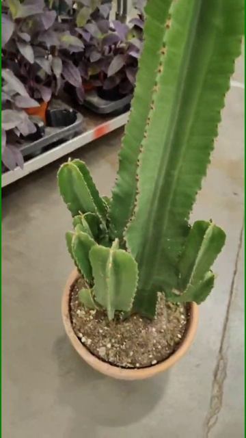 Эуфорбия эритрея (Euphorbia erythraeae, abyssinica) - отбираем для вас лучшие растения!