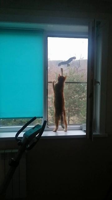 Мурзик: "Лучше синица в лапе..."