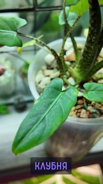 Моя ВАРИЕГАТНАЯ Лаутербахиана снова меня троллит #алоказия  #plants  #комнатныерастения