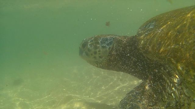 Унаватуна. Черепаха под водой.