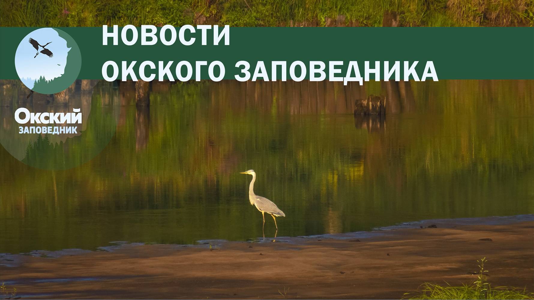 Новости Окского заповедника от 25 октября 2025 г.