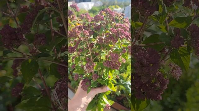 Ремонт в дачном домике//Собираю травы//Делаем дорожку к теплице