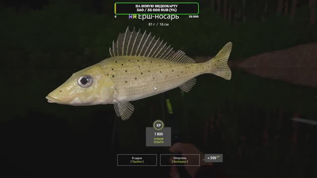 РР4 Вьюнок. Ёрш-носарь.