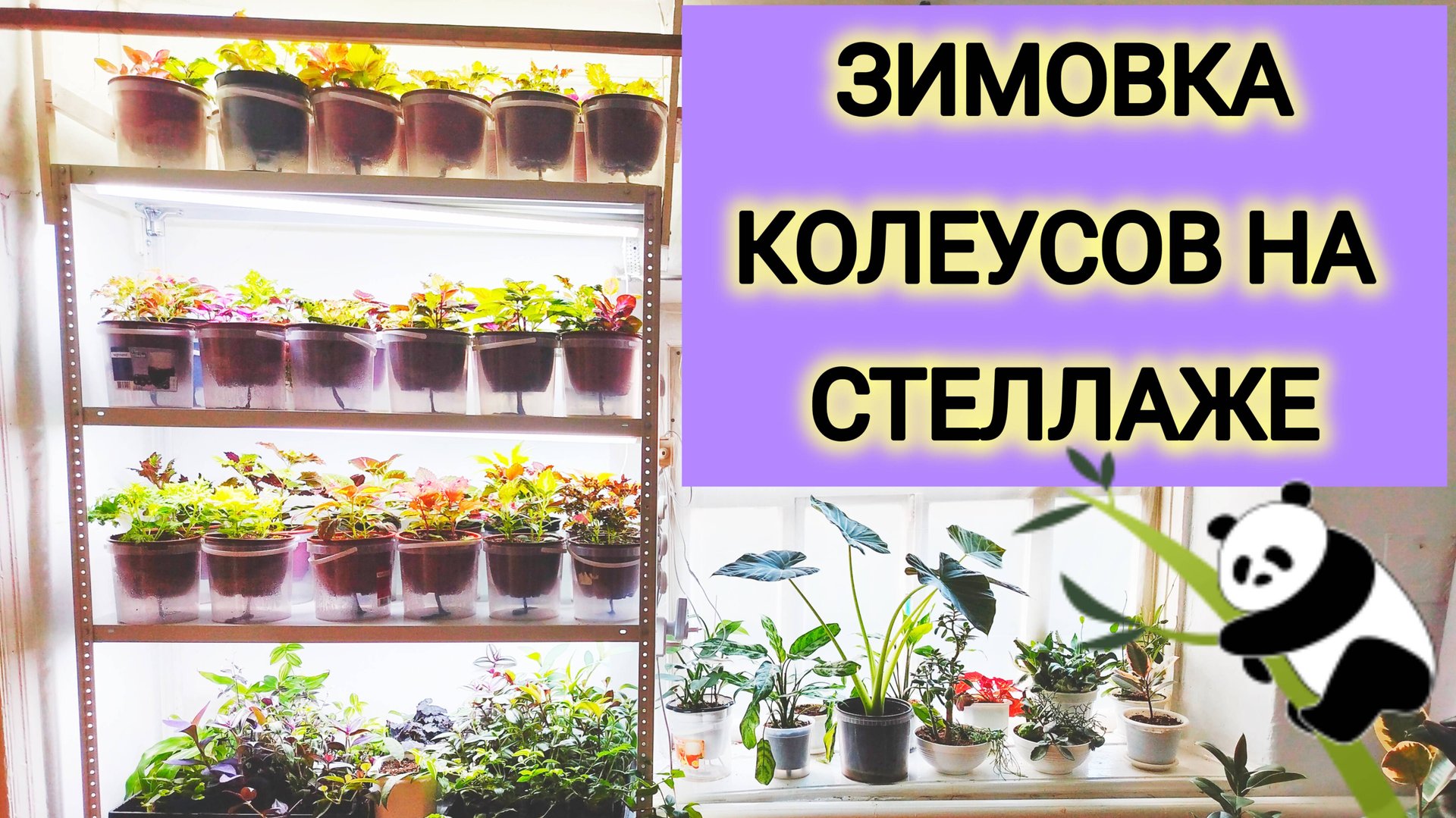 ЗИМОВКА КОЛЕУСОВ НА СТЕЛЛАЖЕ