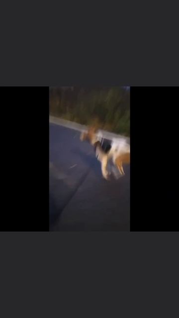 История Пряши 29-10-2025