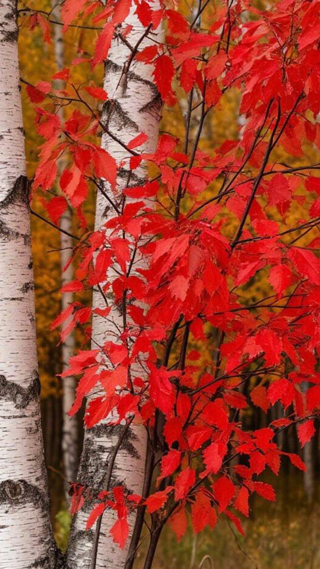 БЕРЕСКЛЕТ. На стихи Татьяны Кайсаровой.