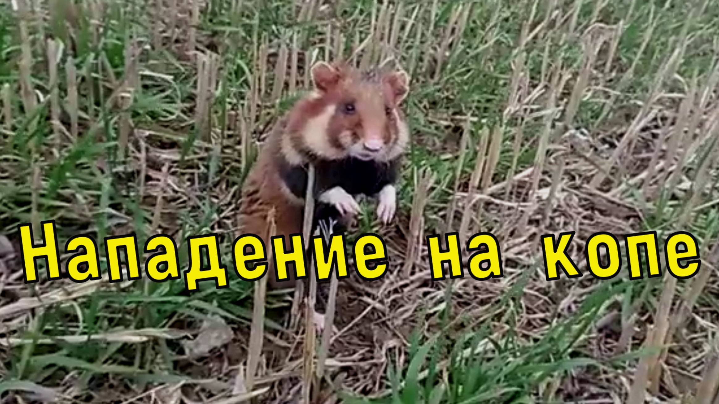 Как на меня хомяк напал