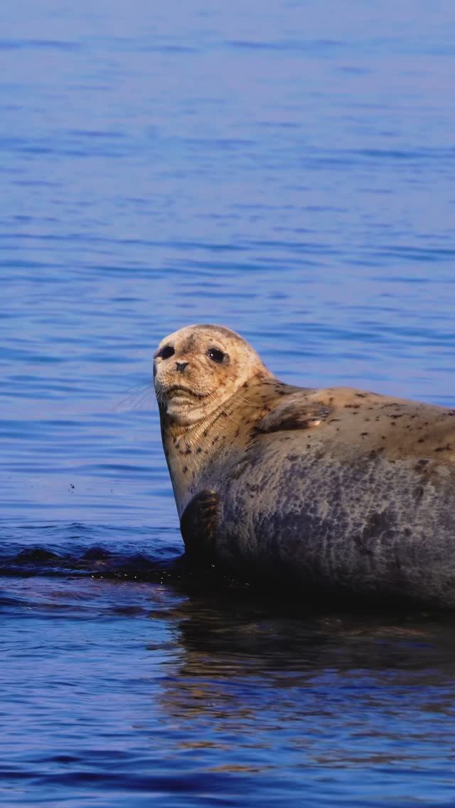 🐬 Удивительные Сахалинские нерпы 🐬 Хозяева прибрежной зоны. #нерпы #сахалин #дикаяприрода #море