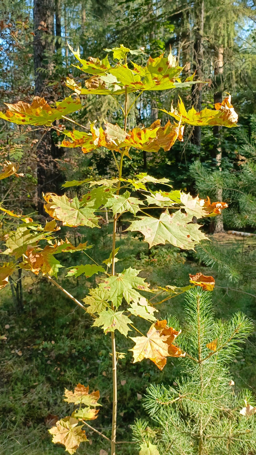 Золотая пора осени !