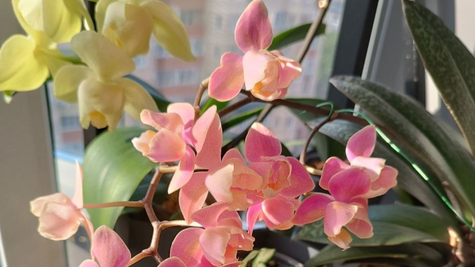 СТИМУЛИРУЮ орхидеи на ЦВЕТЕНИЕ 🌸 Нашла дешёвые КаШпО✅ #орхидеи