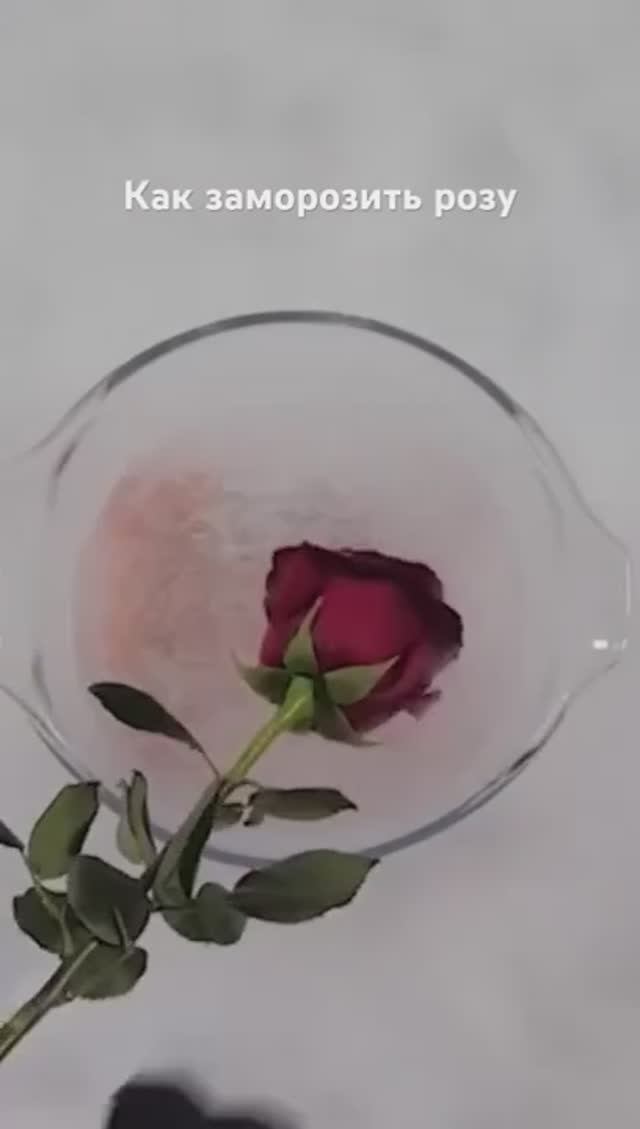 Как заморозить розу