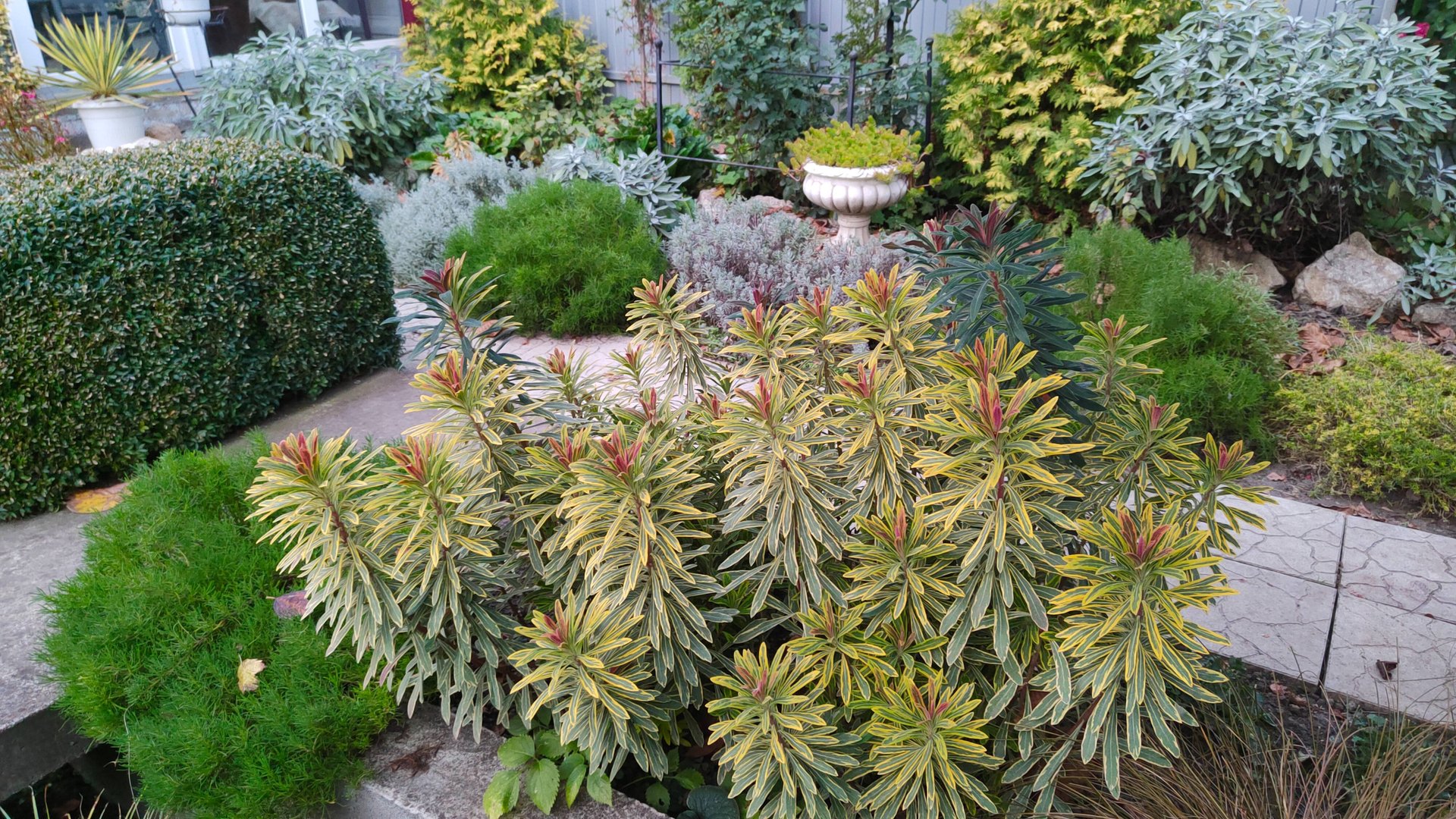 Молочай Аскот Рейнбоу и другие вечнозеленые растения в моём средиземноморском садике 24.10.2025 г.