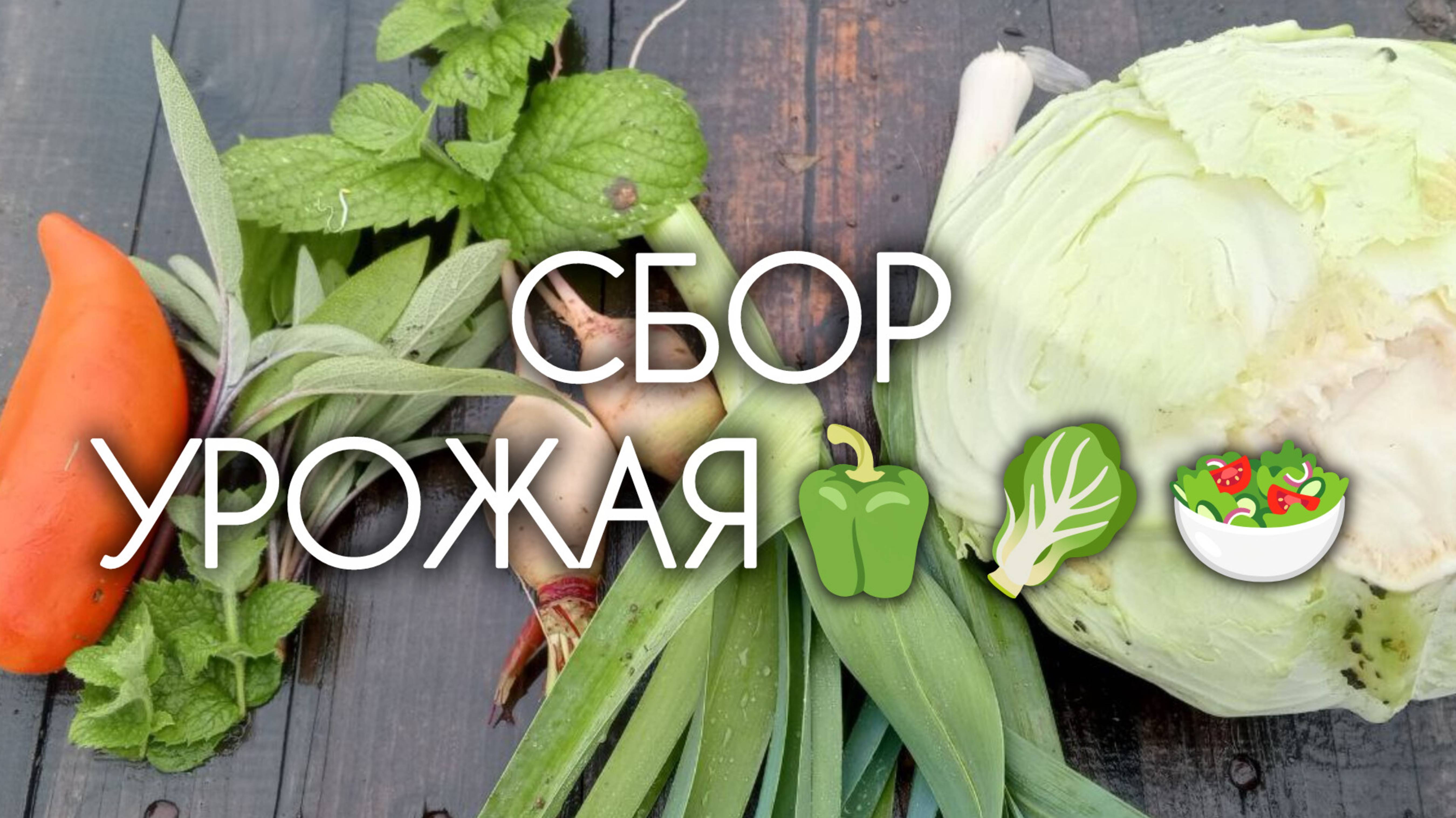 СБОР УРОЖАЯ 🫑🥬🥗 Октябрь 2025 года