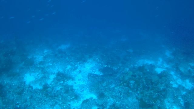 черепахи, дайвинг на Мальдивах