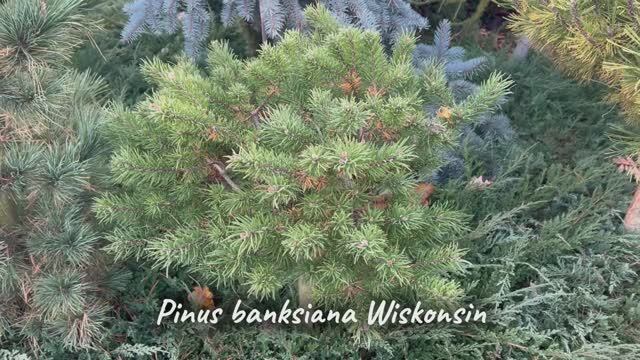 Pinus banksiana Wiskonsin