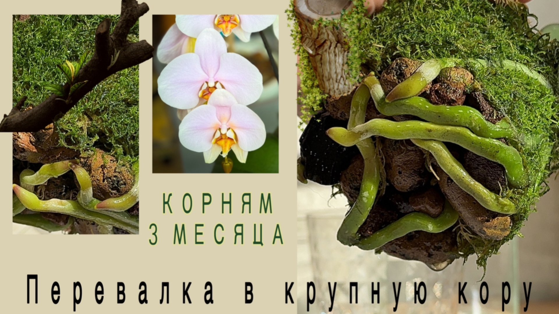 ТАКАЯ посадка- удовольствие для орхидеи! Phal. Lark Song шикарные корни.