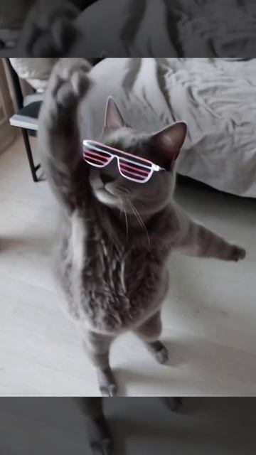 кот танцует