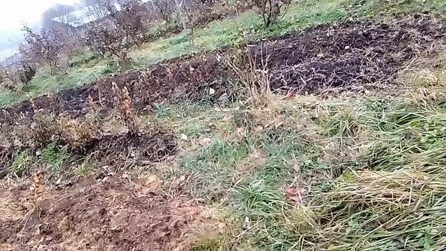 Нашествие полевых крыс. Всё пропало или есть другой путь?