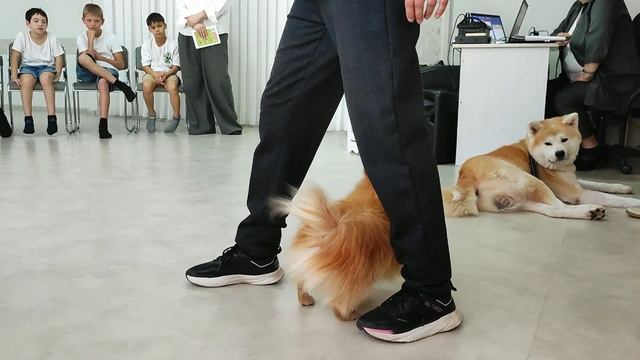 Занятие с собаками