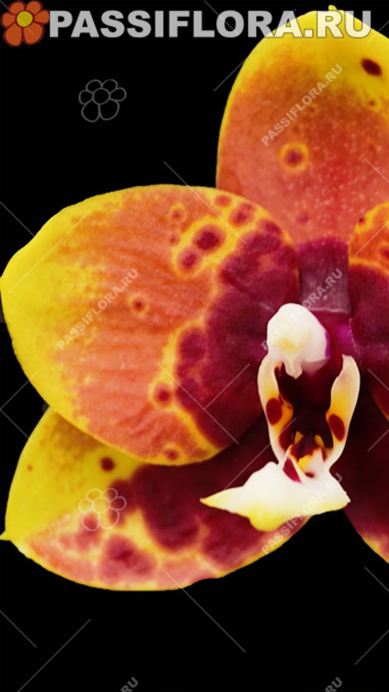 P. LD Emerald Bear x  LD Double  dragon x Lioulin Wild Cat