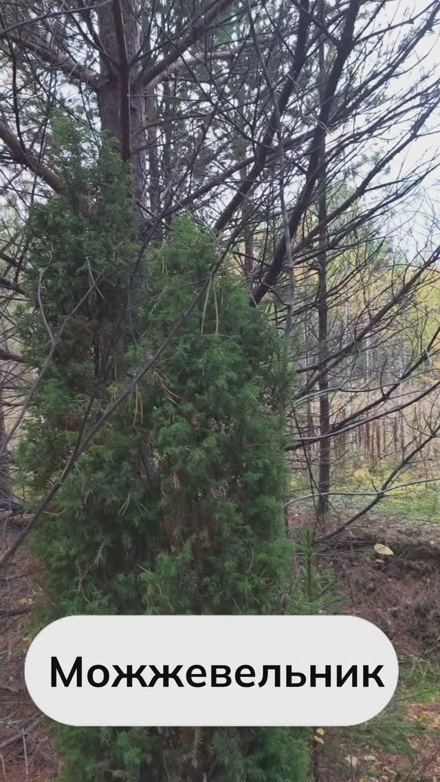 Можжевельник в тайге, красивые кусты!